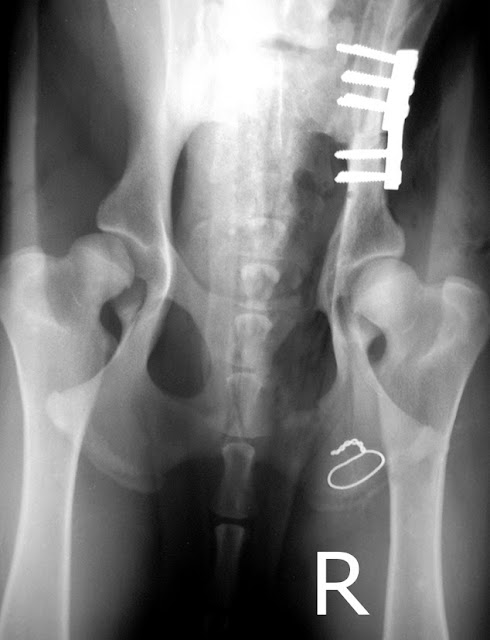 ARTROVET: Displasia de cadera