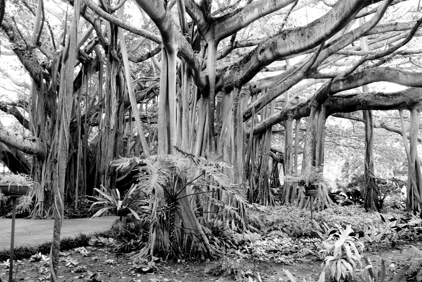 Orlando Street Photography: Banyan Tree