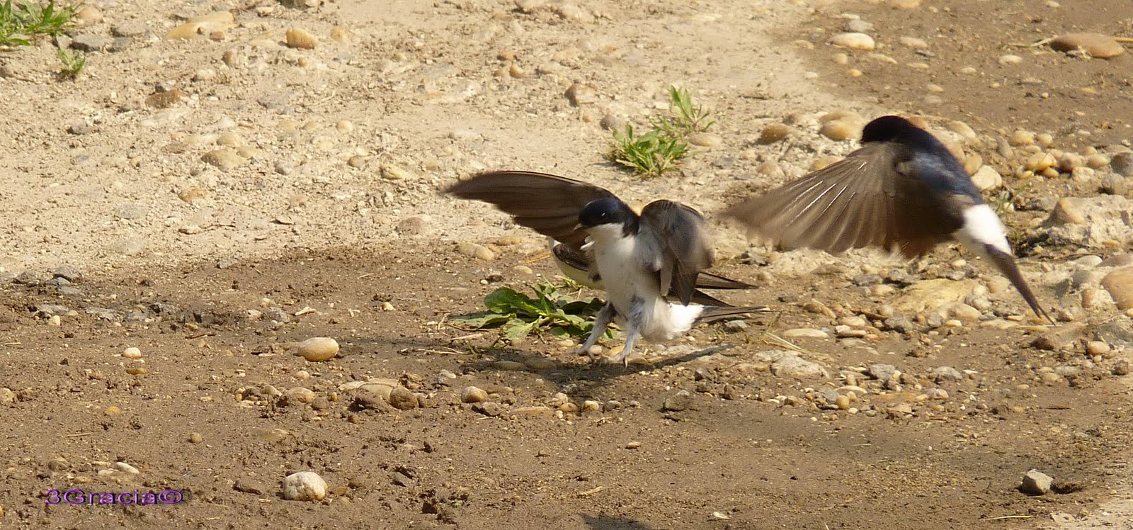 Kertünk madarai - kertem madarai: Egy (molnár) fecske nem csinál nyarat