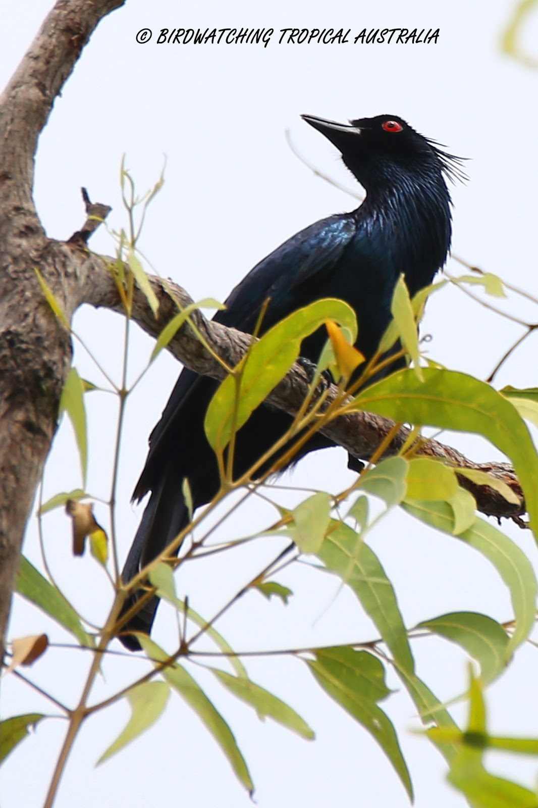 Birdwatching Tropical Australia: Birding the Tip (of Cape York Peninsula)