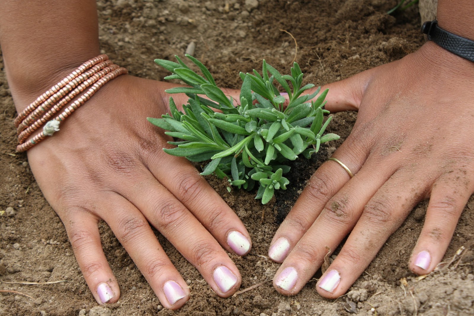 GoldFeather Blog: How I made my Tepee Garden