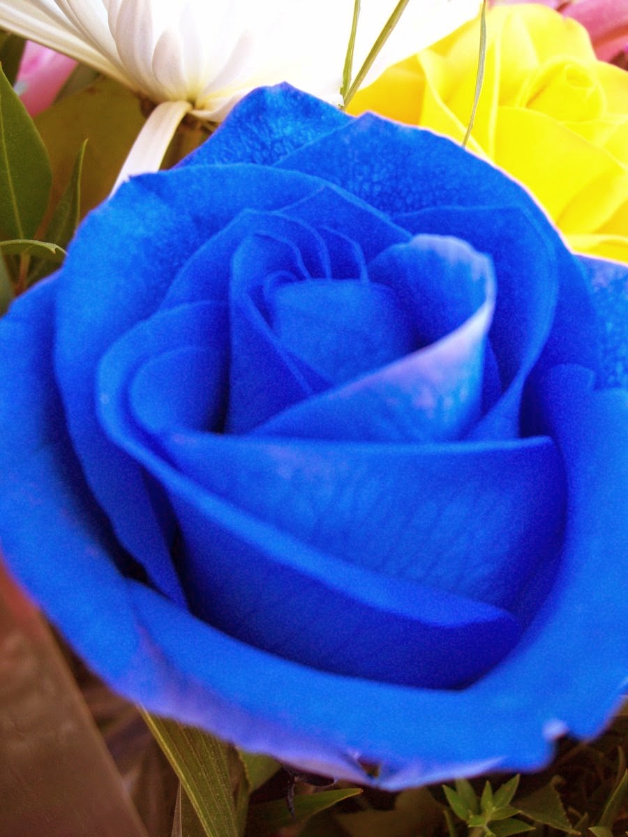 Wallpapers the most beautiful blue roses | Gallery Wallpaper HD