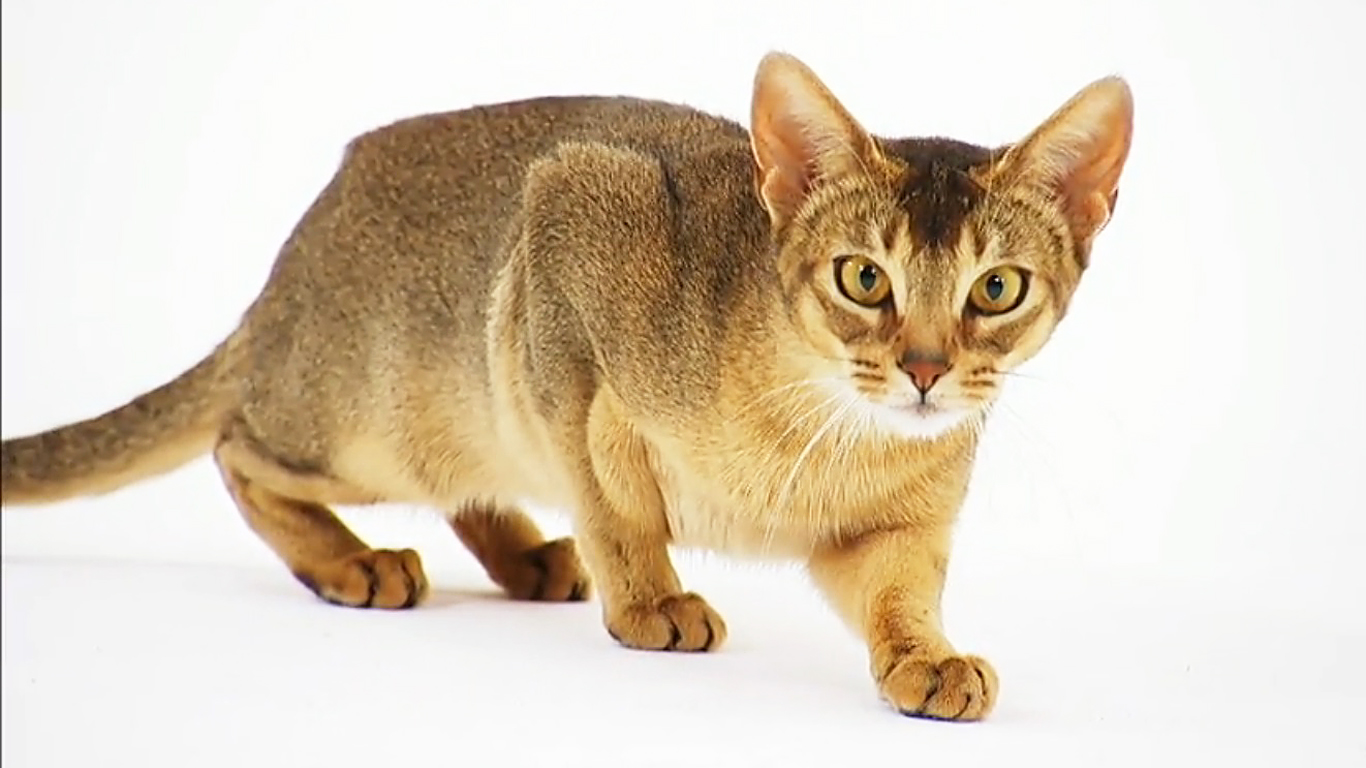 Kucing Abyssinia Abyssinians - Foto gratis di Pixabay - kucing ...