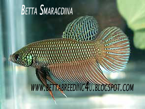 Betta Smaragdina / Betta Smaragdina Emerald Betta Seriously Fish / Wild ...