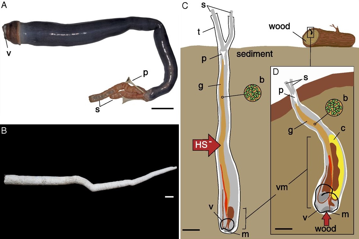 Shipworm Anatomy