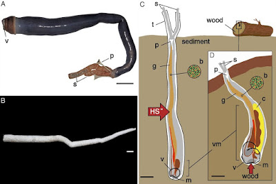 Species New to Science: [Mollusca • 2017] Discovery of Chemoautotrophic ...