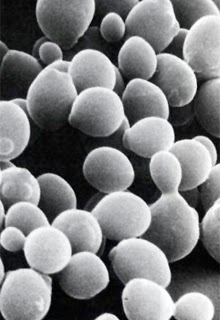 El Jardín del Lúpulo. Web especializada en cerveza.: Glosario: Levaduras