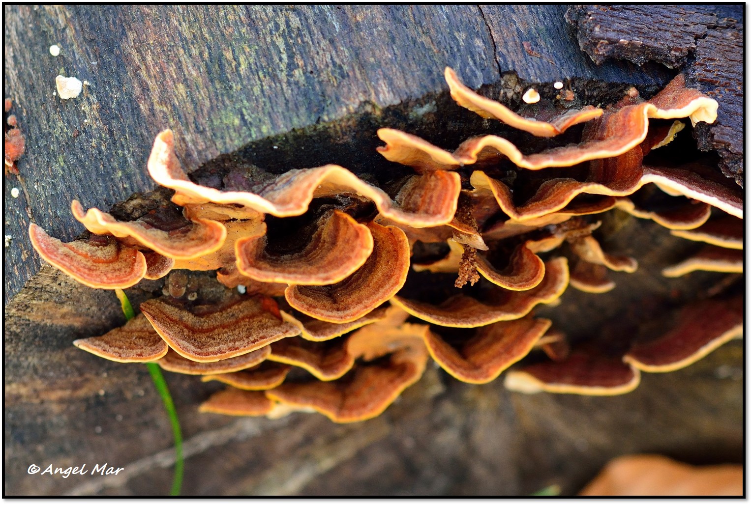 Flores y Bichos ***: Stereum insignitum (Belleza en la madera muerta ...