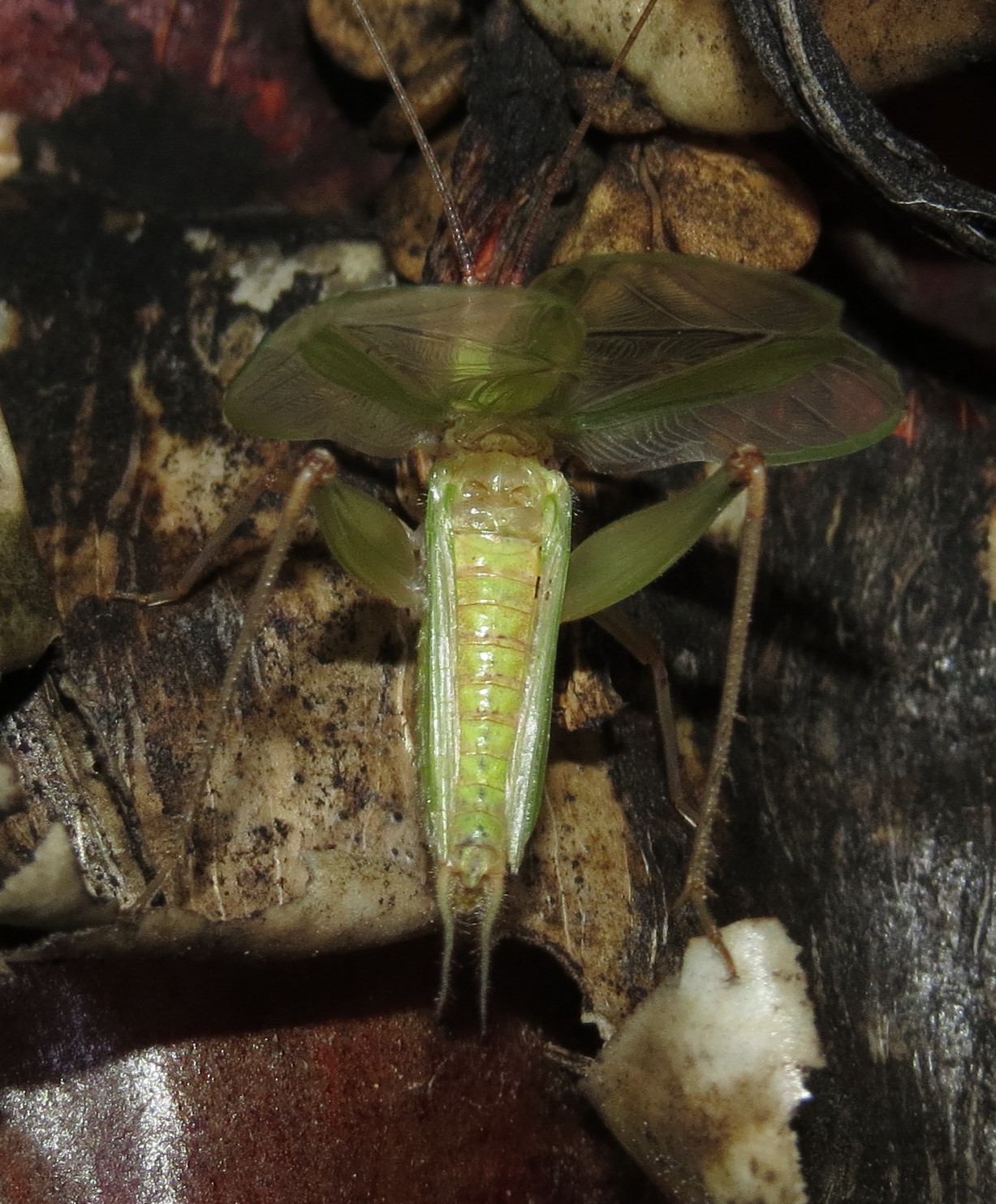 Bug Eric: Tree Cricket Courtship