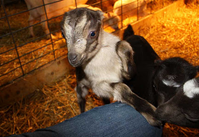 Antiquity Oaks: January 2012