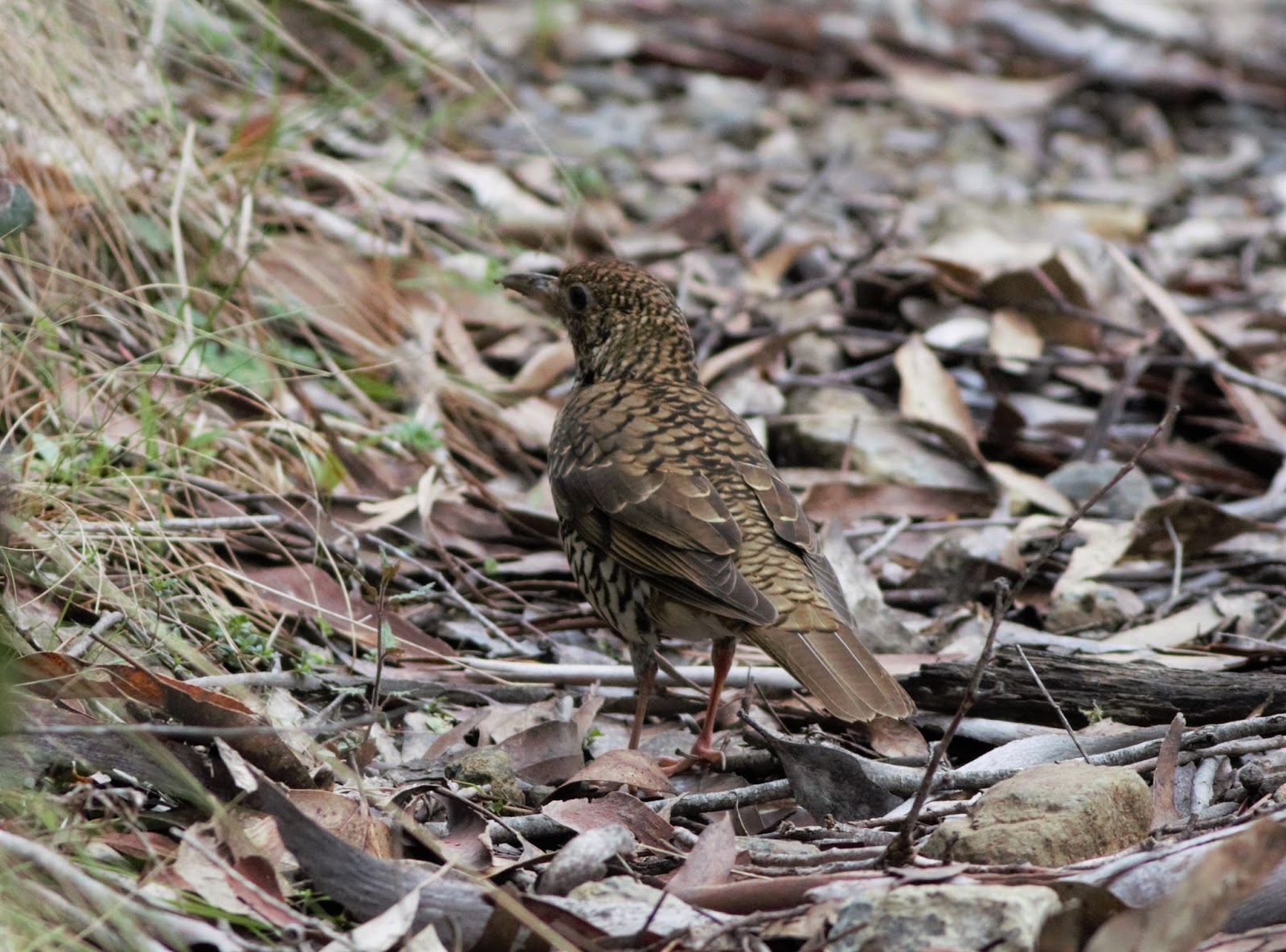 sunshinecoastbirds: Russet-tailed Thrush & Bassian Thrush in South-East ...