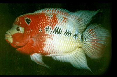 Flowerhorn The Hybrid Cichlids: FlowerHorn Fish|'Hua Lou Han Fish'
