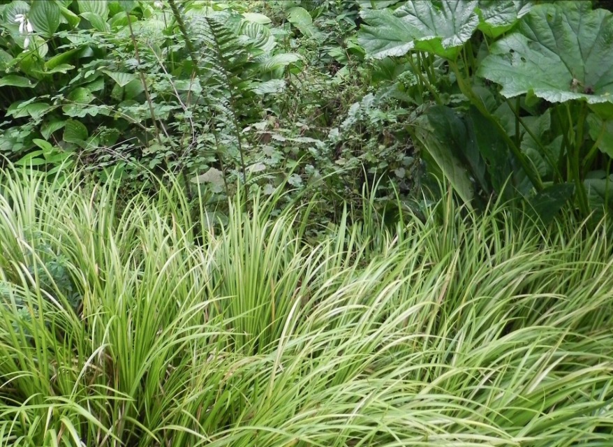 Plant Database: Acorus gramineus