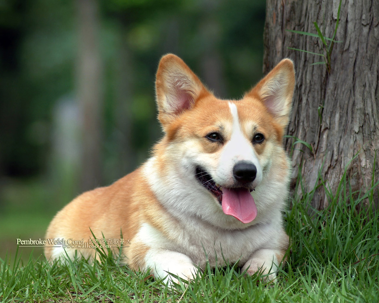 Corgi / chowchow