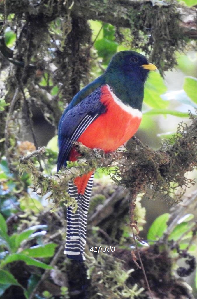 41fr3d0: Los trogones en el mundo