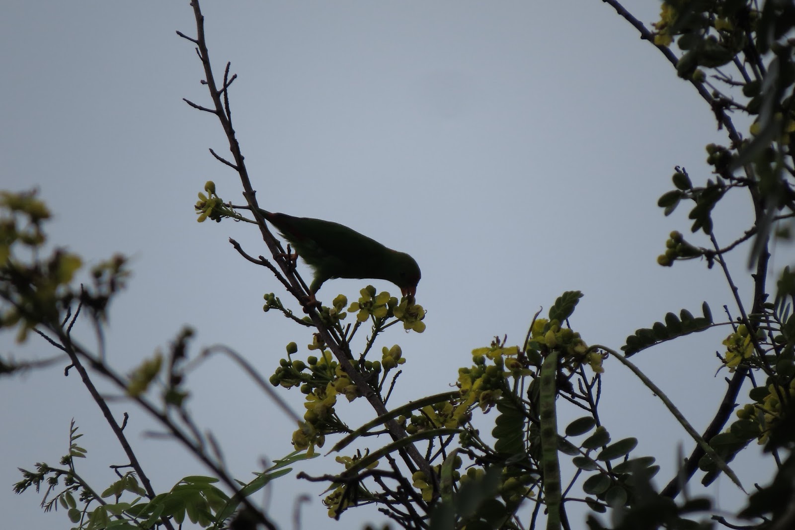 maiabird's brain: Peter's Colasisi