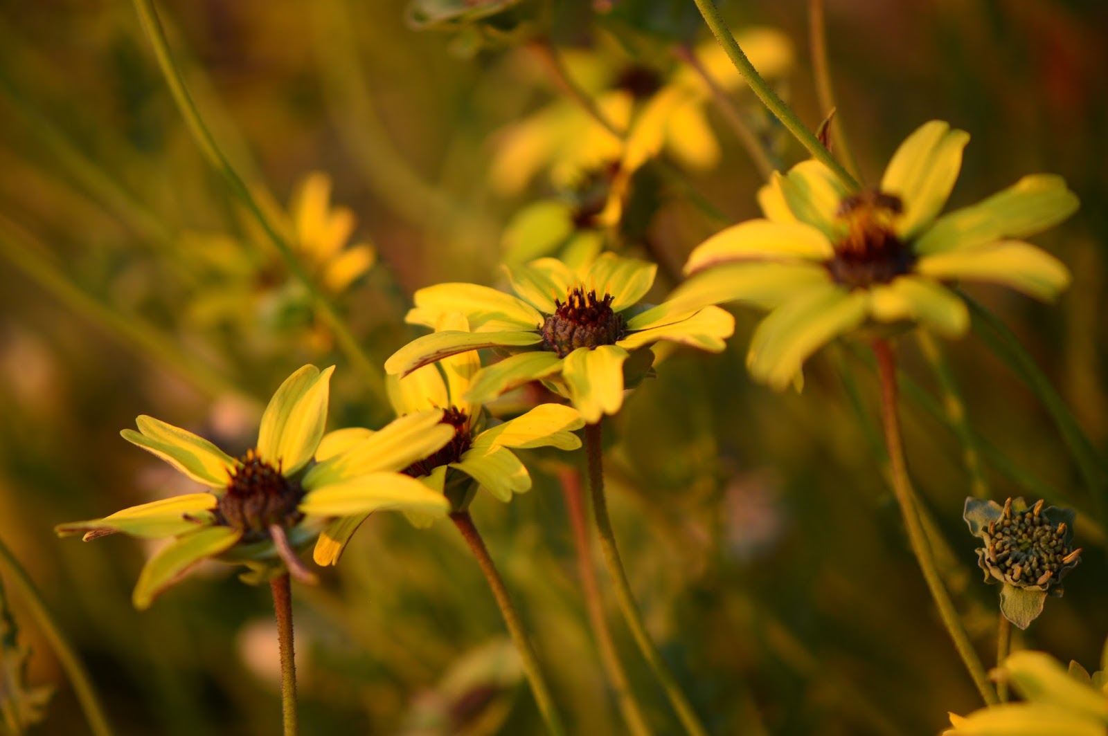 A Small, Sunny Garden: The Plants: Berlandiera Lyrata