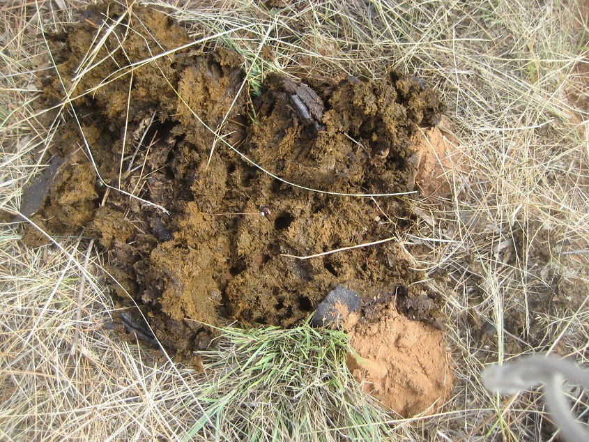 Ochre Archives: Dung Beetles Now Active In Cattle Manure