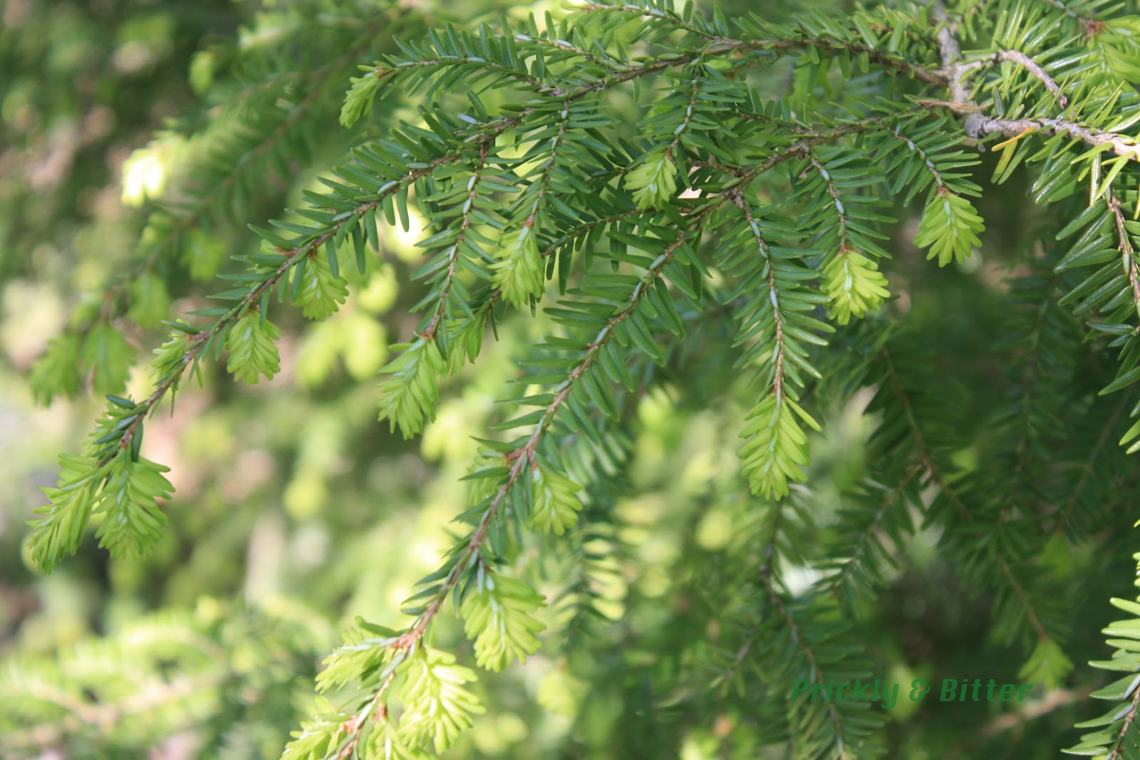Prickly and Bitter: The railroad tree