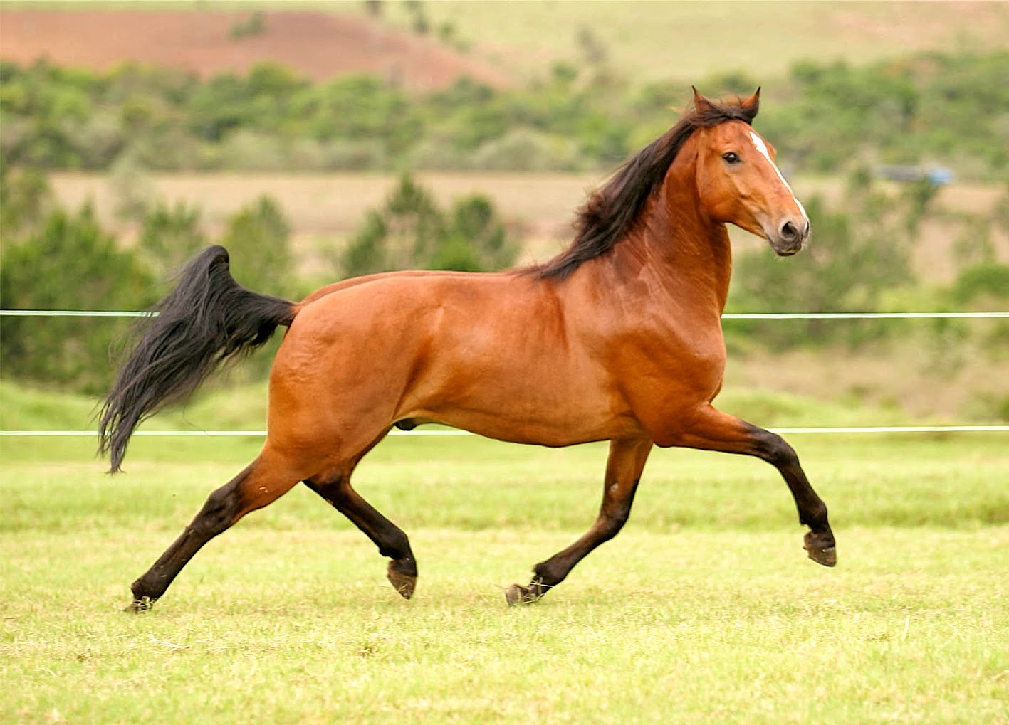 Cavalo | Horse