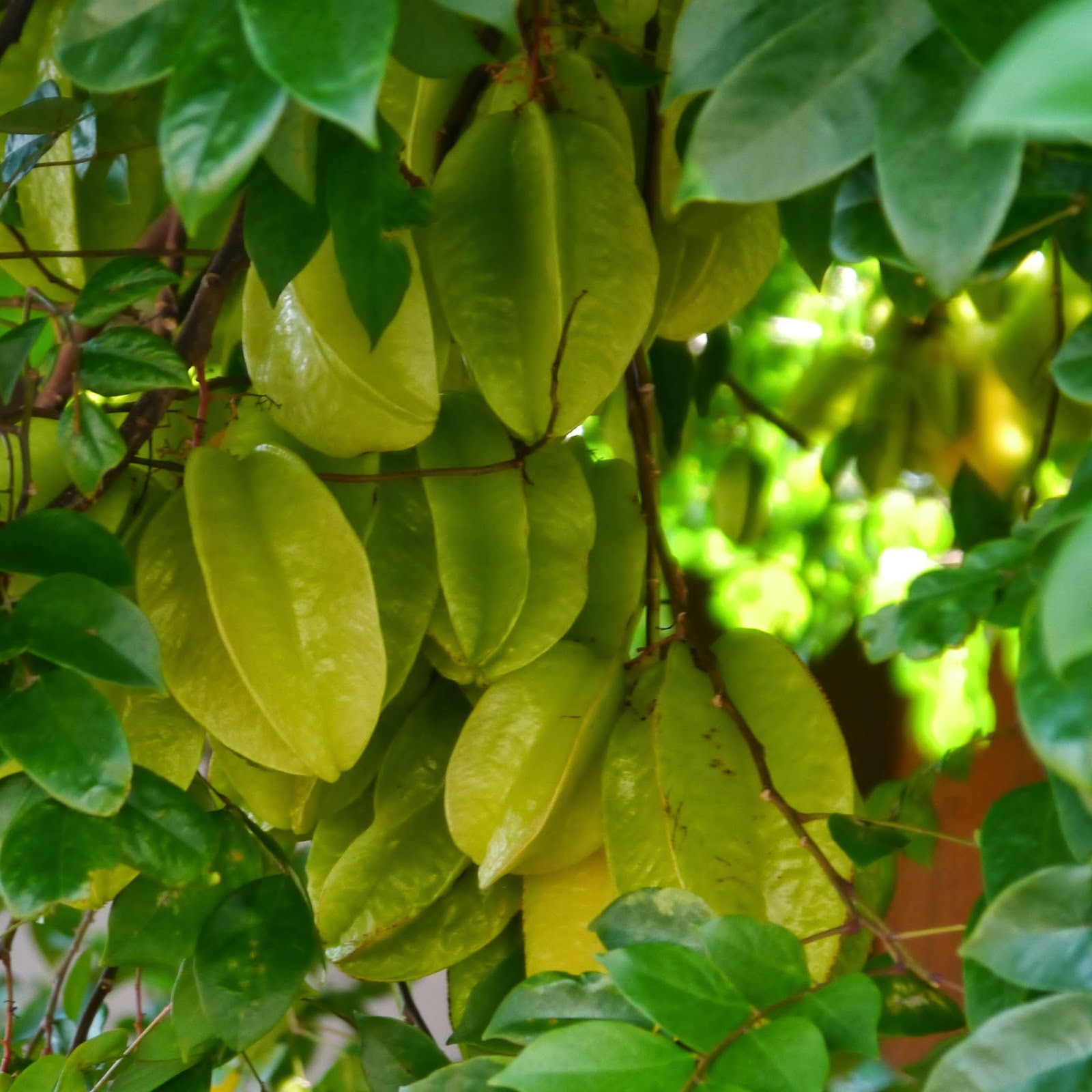 The World According to Mochi: Name that Tree