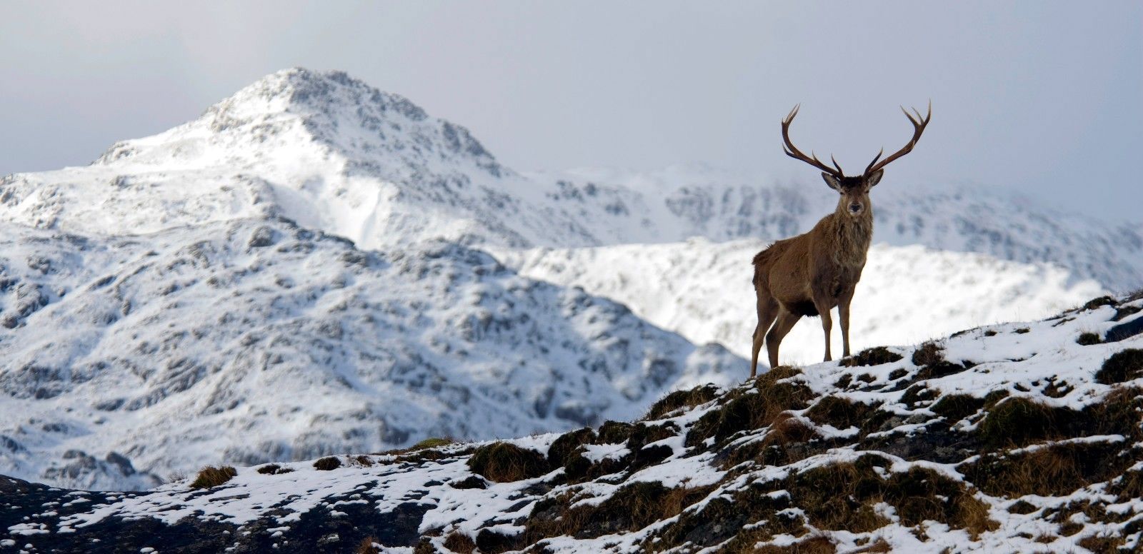 Tour Scotland: Tour Scotland Winter Travel Photograph Red Deer Stag ...