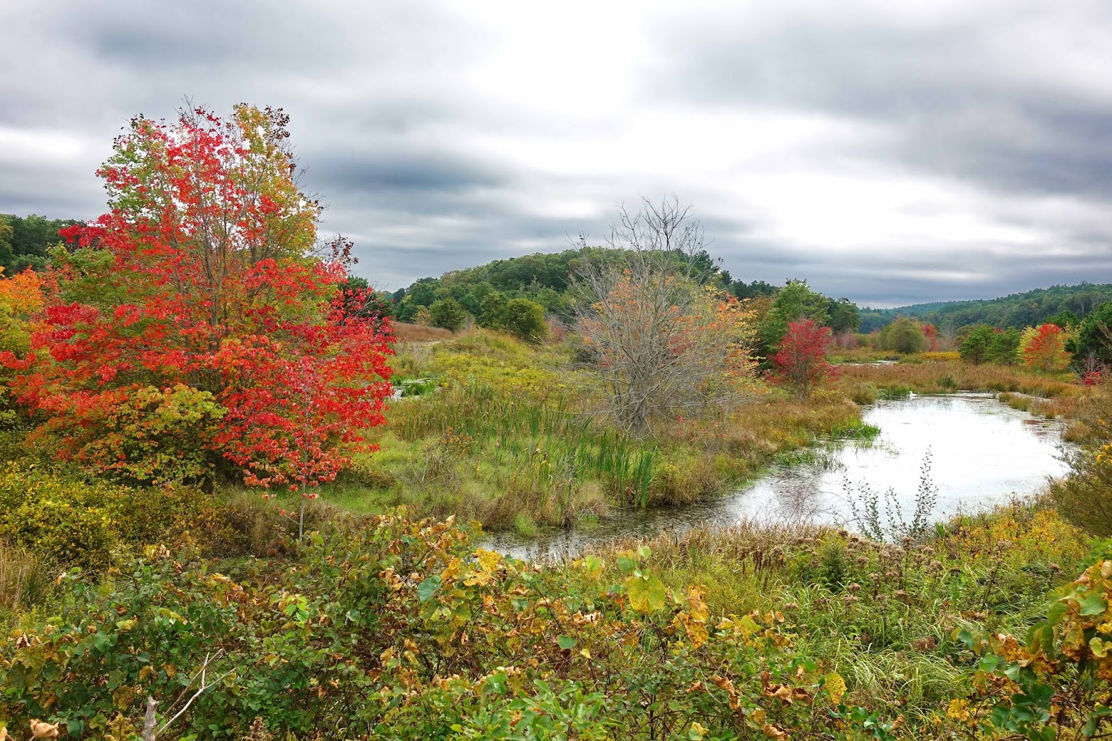 Joe's Retirement Blog: Autumn, Tidmarsh Wildlife Sanctuary, Mass ...