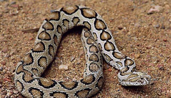Through the Eyes of a Zoologist : Snakes of Nepal