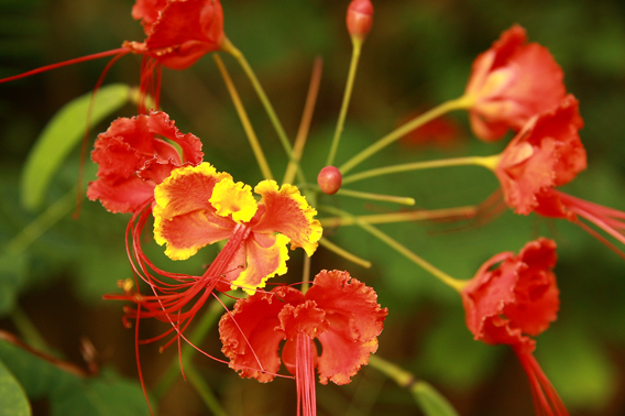 Beauty Flower For Have Fun: flowers differnt types and shapes