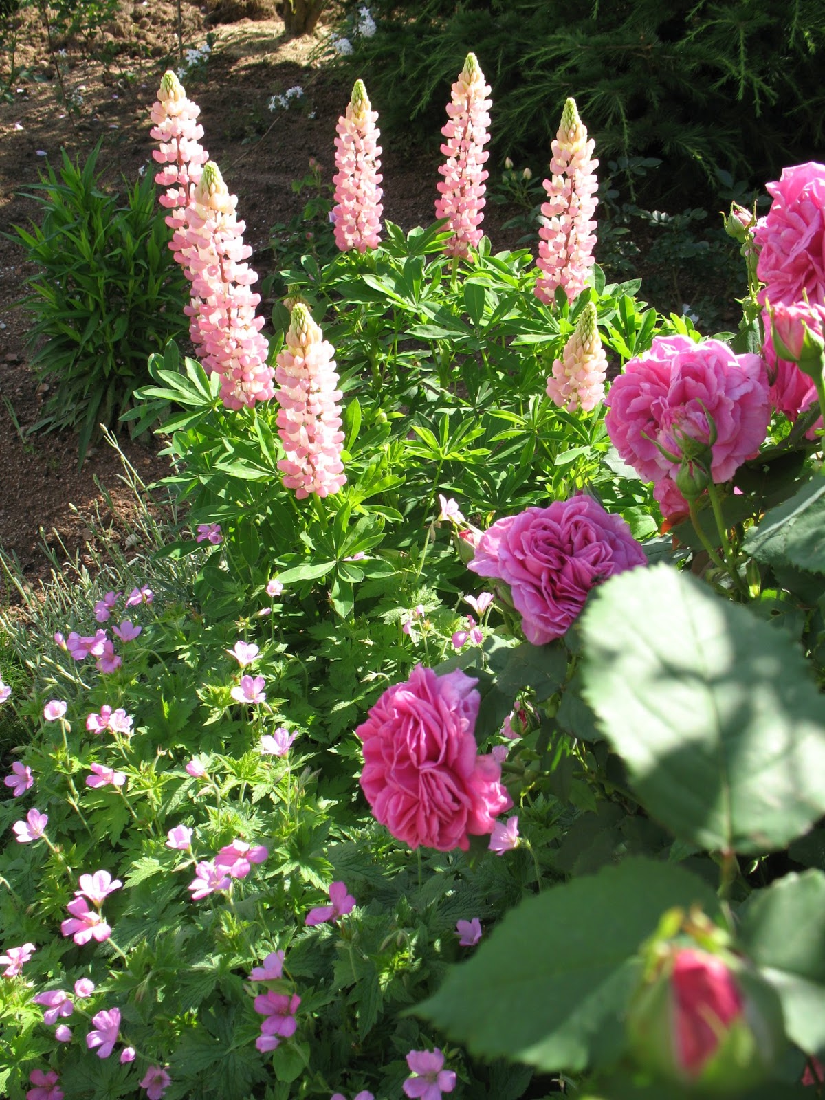Roses du jardin Chêneland: Création d'un massif de plantes vivaces