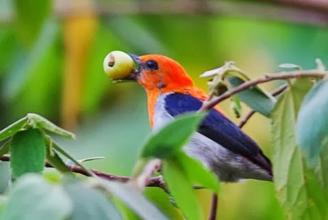 Burung Kemade Jantan