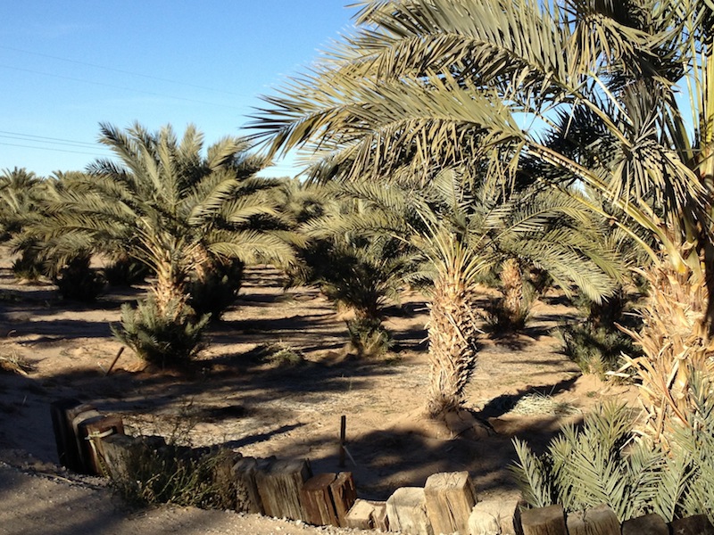 mnkcusa: Yuma Az, Martha's Date Farm