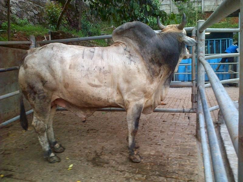 Sapi Sumba Ongole - Sekilas Peternakan