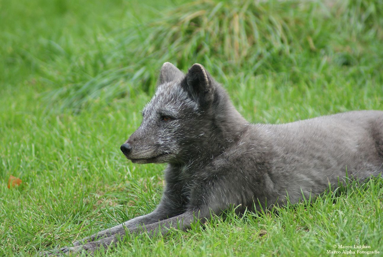 Marco Alpha Fotografie: Poolvosjes en Wasberen