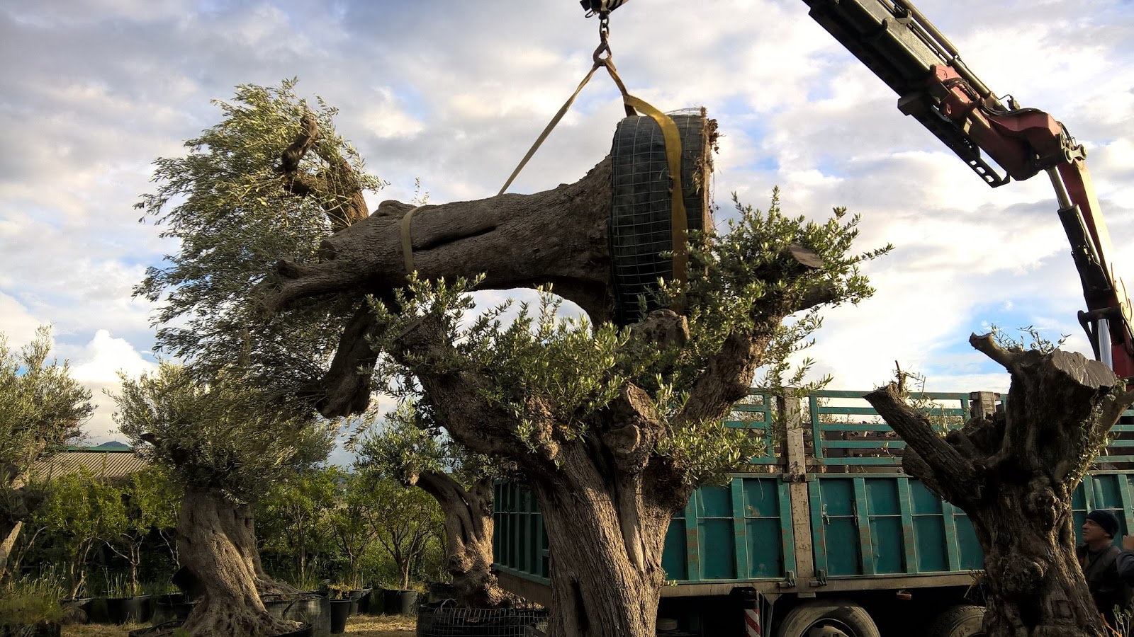 ΦΥΤΩΡΙΑ ΔΕΛΤΑ NURSERIES DELTA TREES LTD: ΜΕΤΑΦΟΡΕΣ ΜΕΓΑΛΩΝ ΕΛΑΙΟΔΕΝΤΡΩΝ ...