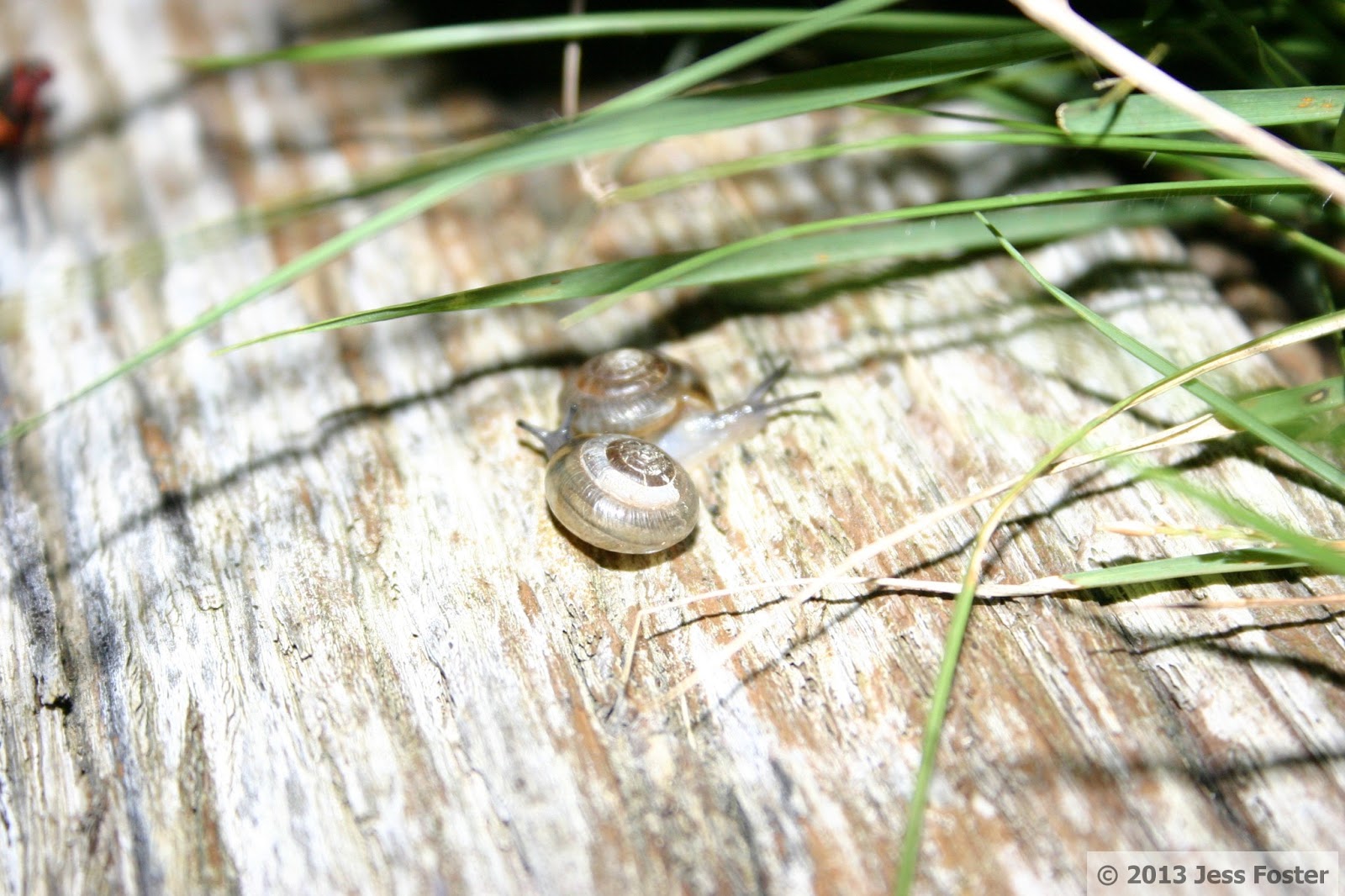 Sluggin' Along: Some Enchanted Evening: Mating Three-toothed Snails