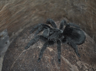ZOOTOGRAFIANDO (6.100 ANIMALS): TARÁNTULA NEGRA BRASILEÑA / BRAZILIAN ...