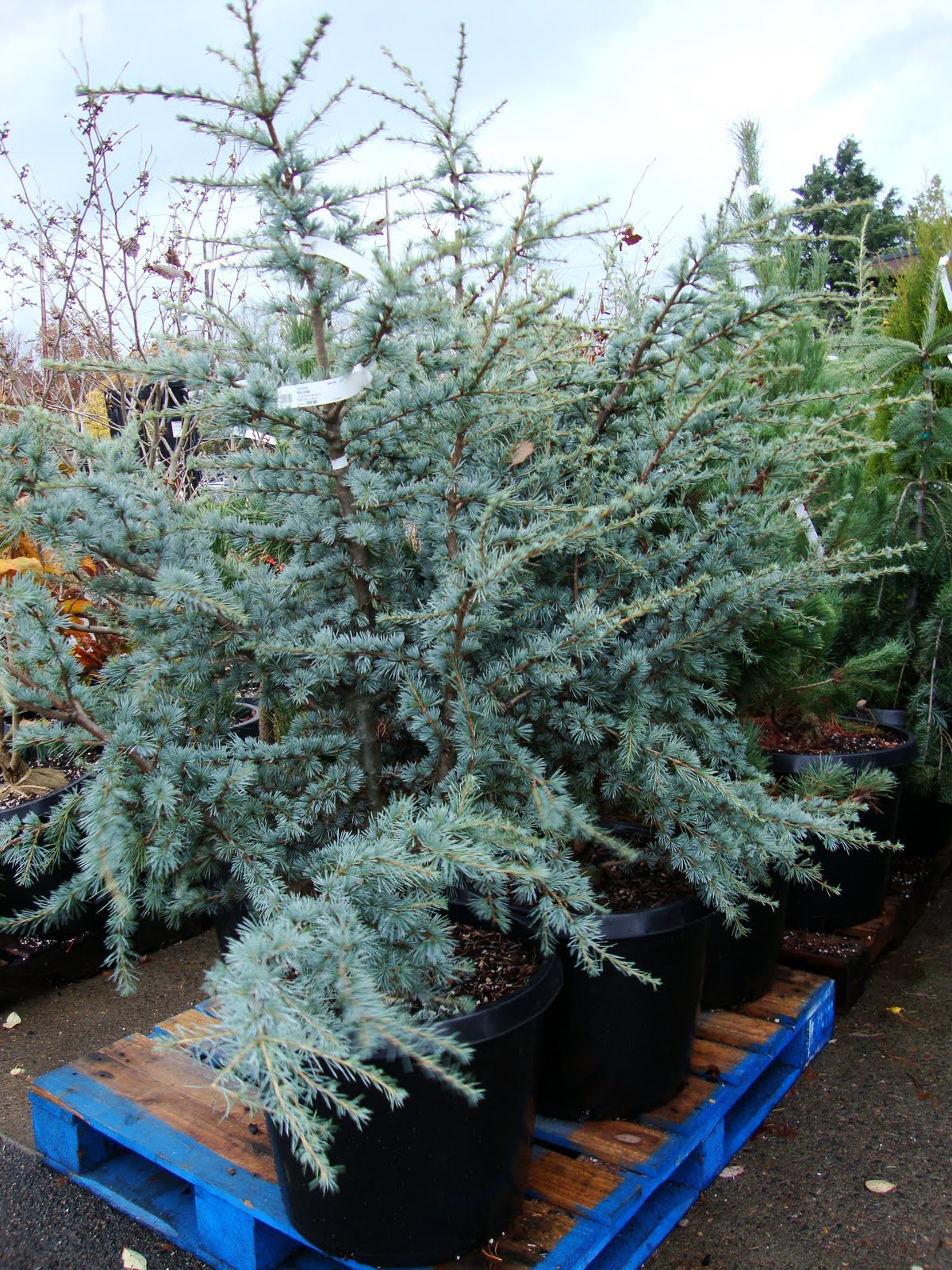 danger garden: I’m Dreaming of a Blue (Atlas Cedar) Christmas…
