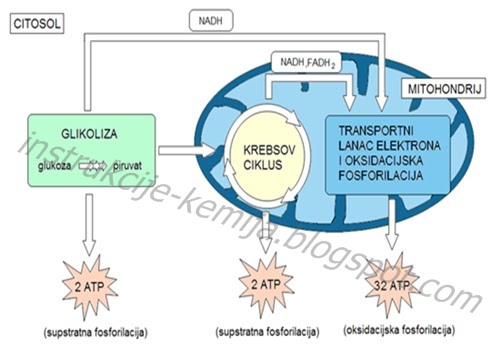 Instrukcije iz kemije i biologije: Instrukcije iz biologije - Građa ...