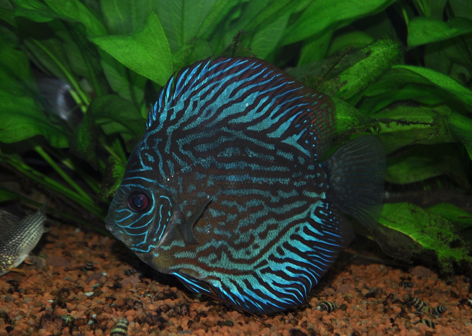 ZOOTOGRAFIANDO (5.836 ANIMALS): PEZ DISCO AZUL / BLUE DISCUS ...