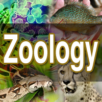 Biology Assignment Help: Zoology Assignment help