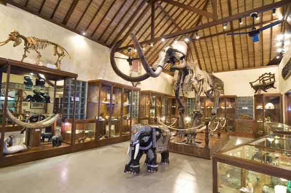 Museum Gajah