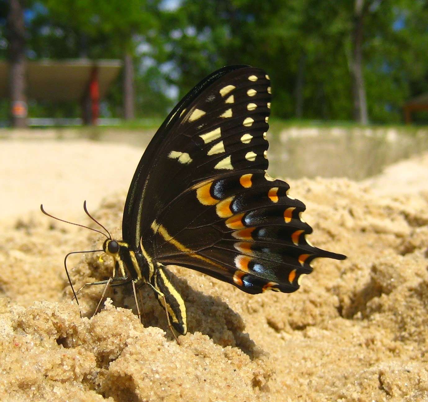 Southern Garden Girl: Butterflies in the Summer Garden
