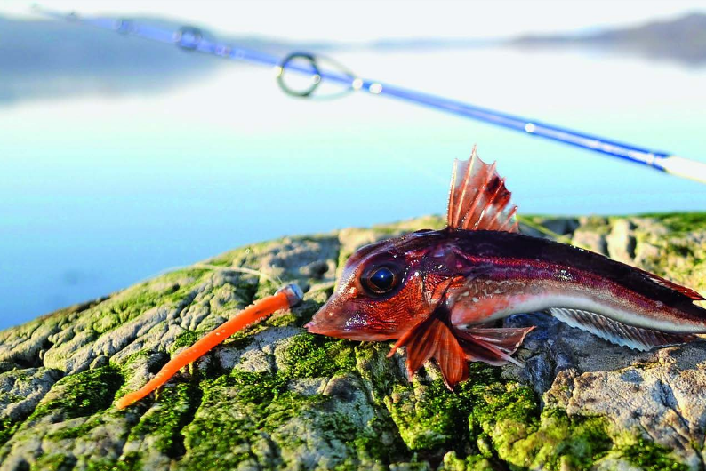 LRF Fishing Tips and Tackle