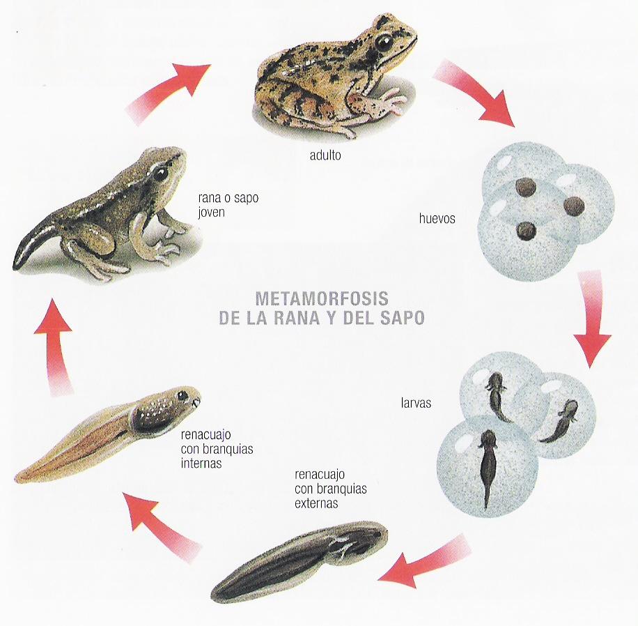 Naturaleza Viva : Los Sapos ,anuros (Anura ) Sapo ,comun