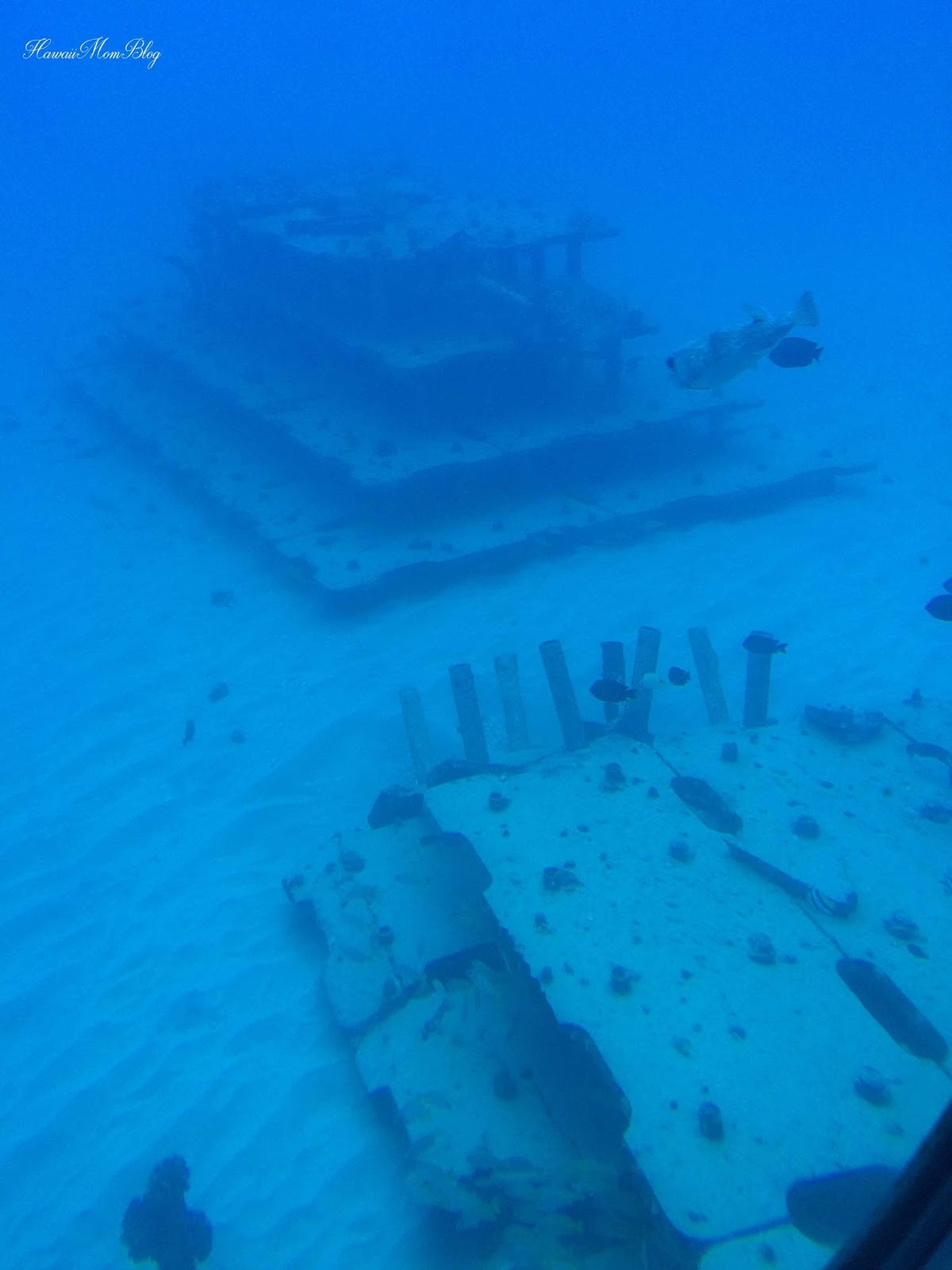 Hawaii Mom Blog: Atlantis Adventures - Premium Submarine Tour