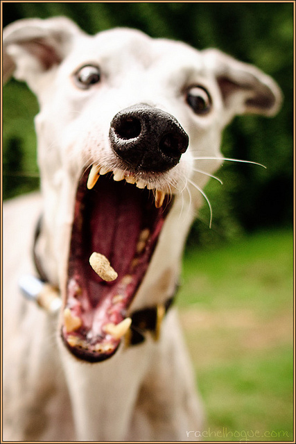Ultra-Gross: "Dog treats are INSANE!"