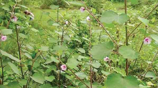 Khasiat Tanaman PULUTAN/PUNGPULUTAN ( Urena Lobata ) - WEB SMART