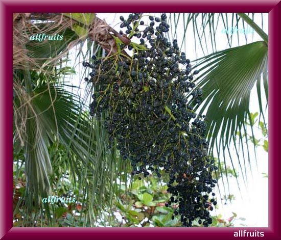 All Fruits in the World: Acai Fruit [ acai berry ]