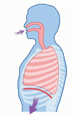 Elementos del Diagnostico integral: Signos Vitales